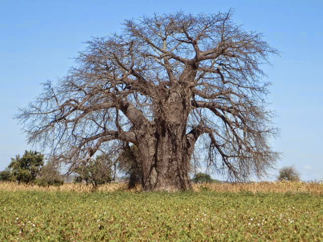 The Baobab Tree proverb – Steve and Barnabas